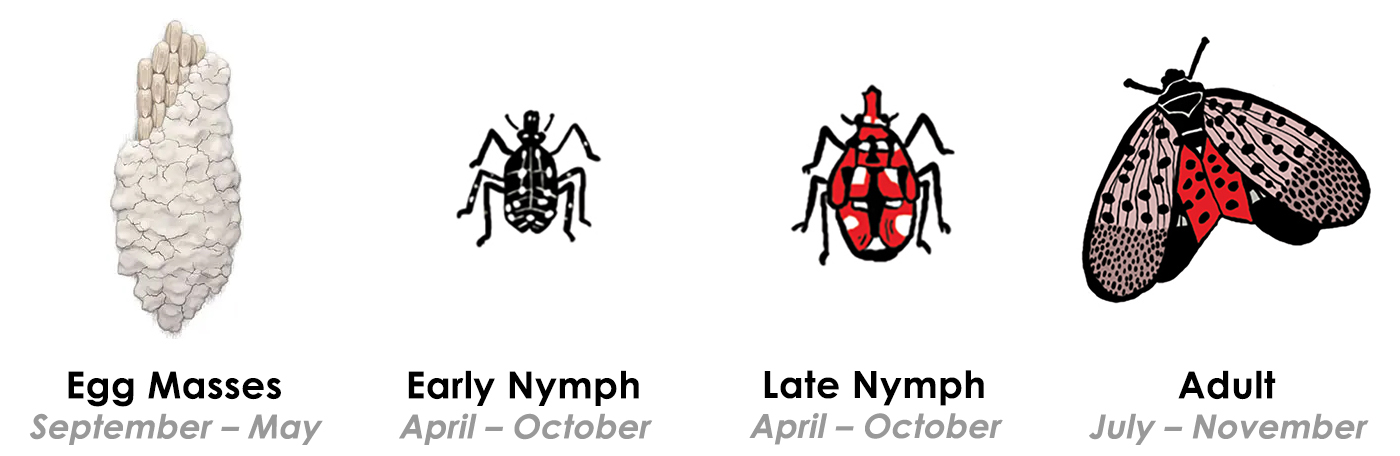 Frequently Asked Questions - The Spotted Lanternfly Project