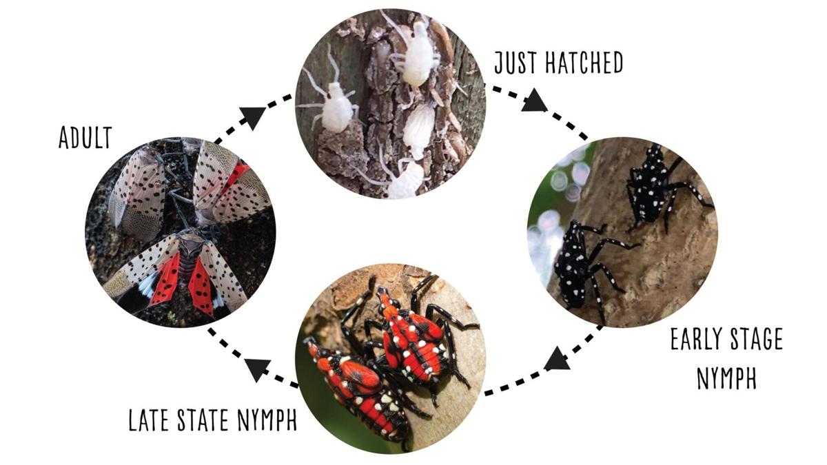 Overview: The Spotted Lanternfly - The Spotted Lanternfly Project