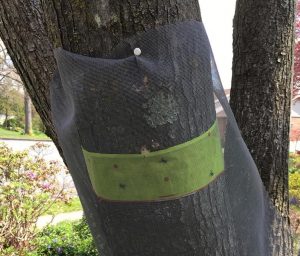 Nymph Removal + Traps - The Spotted Lanternfly Project